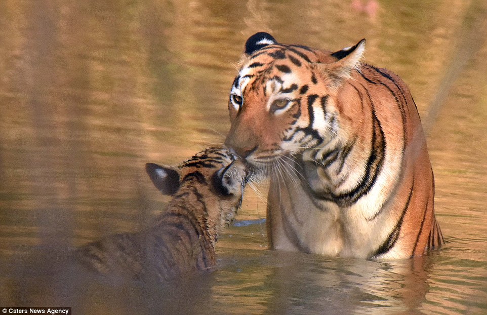 Adorable photos of a Tiger bathing her cub