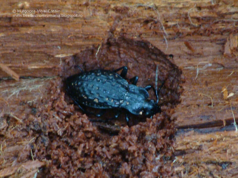 Beetles from Romania: Carabus (Hydrocarabus) variolosus