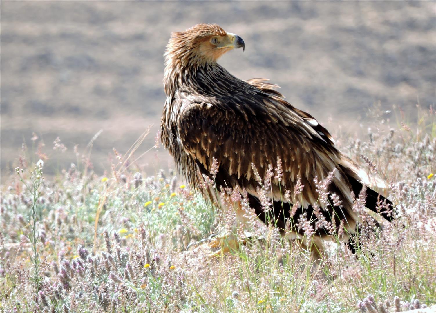 Much more at Rakhyut | Focusing on Wildlife