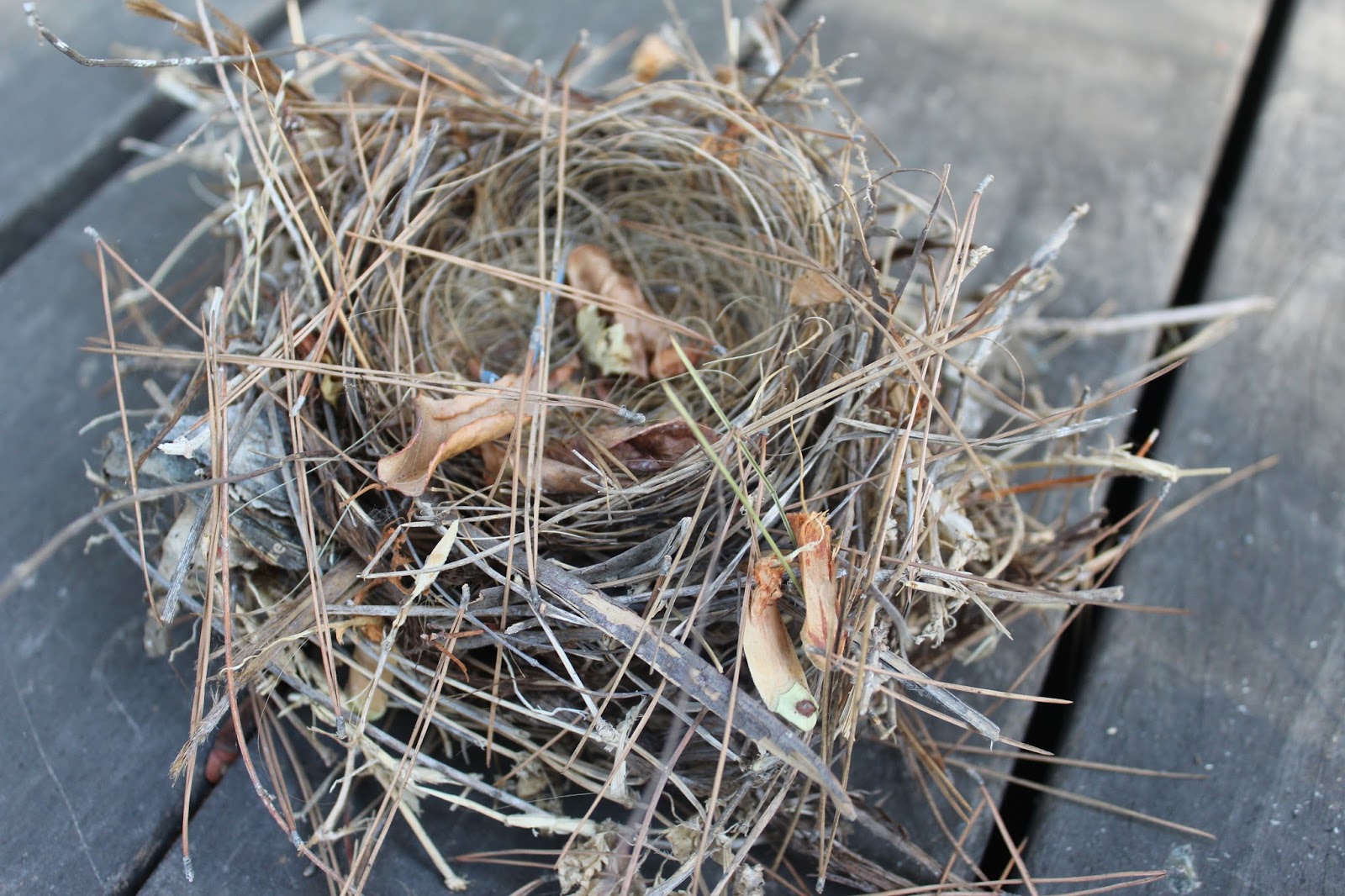 What Grows in Fullerton?: Unidentified birds' nests, possibly northern ...
