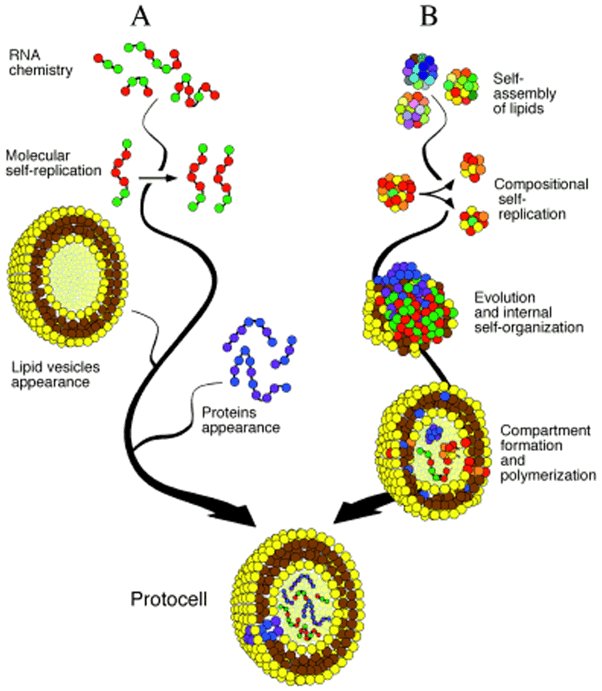 The Vinod Wadhawan Blog: 54. The RNA-World Model for the Origin of Life