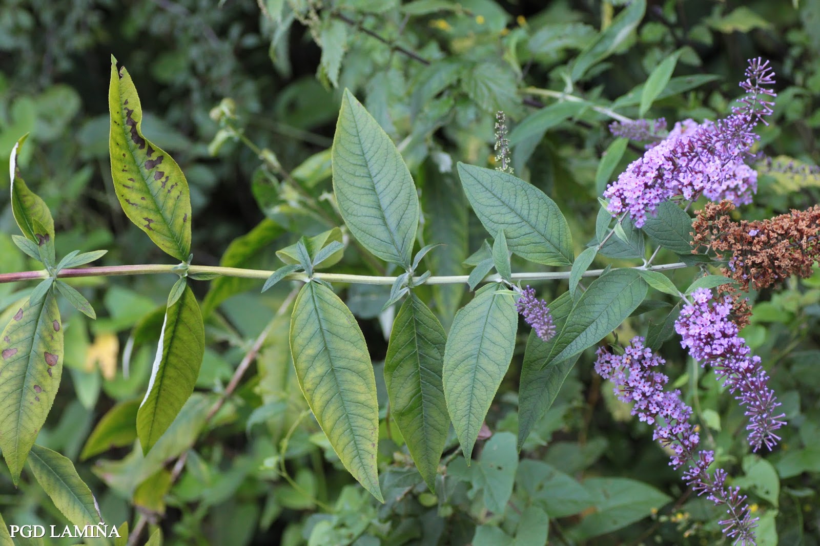 BUDDLEJA DAVIDII. budleya.