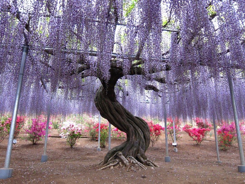 cheechow: Wisteria Tunnel at Kawachi Fuji Gardens, Kitakyushu, Japan