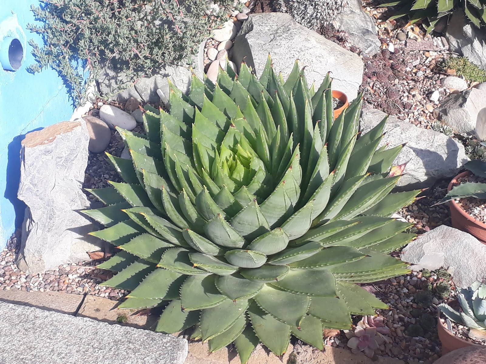 Spiky obsession: The aloe polyphyllas