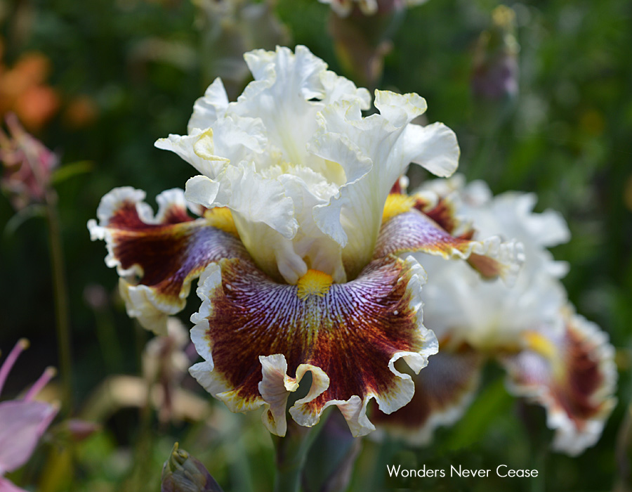 World of Irises: Photo Essay: A Visit to Schreiner's Iris Gardens