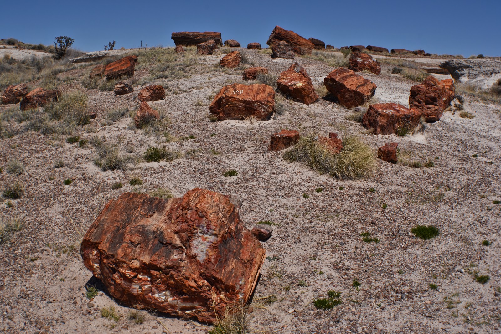 No Bad Days RVing: Petrified Forest National Park