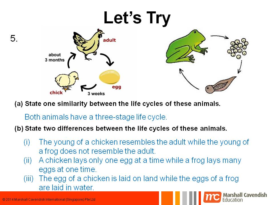 BGPS P3-1 2015: Slides on Life Cycles of Some Animals