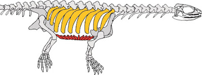 Species New to Science: [Paleontology • 2015] Pappochelys rosinae • A ...