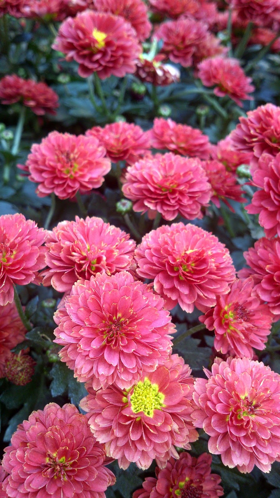 Vademecum Interesting Plants: Dendranthema - Chryzantema - Chrysanthemum