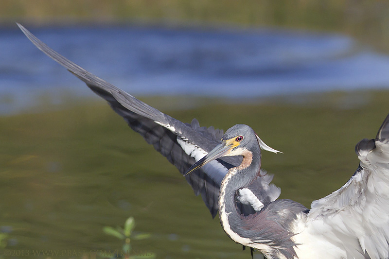 SWFloridabirder: Harns Marsh Preserve: Early May Action