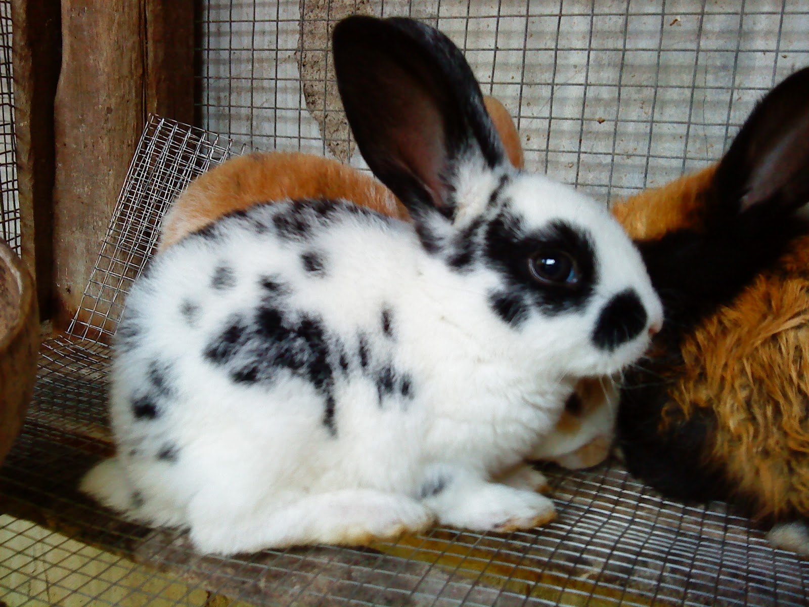 Kelinci Hias Om Bugs: Jenis-Jenis Kelinci Hias