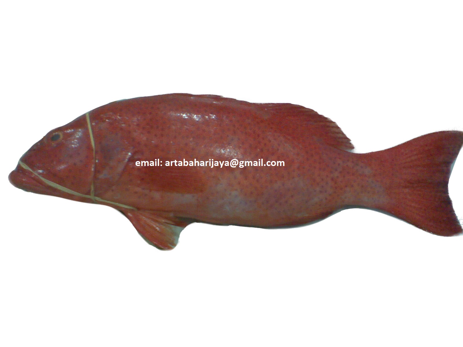 IKAN EXPOR: BELI IKAN SUNU KERAPU LODI / TONGSING / SUNU MERAH BINTIK ...