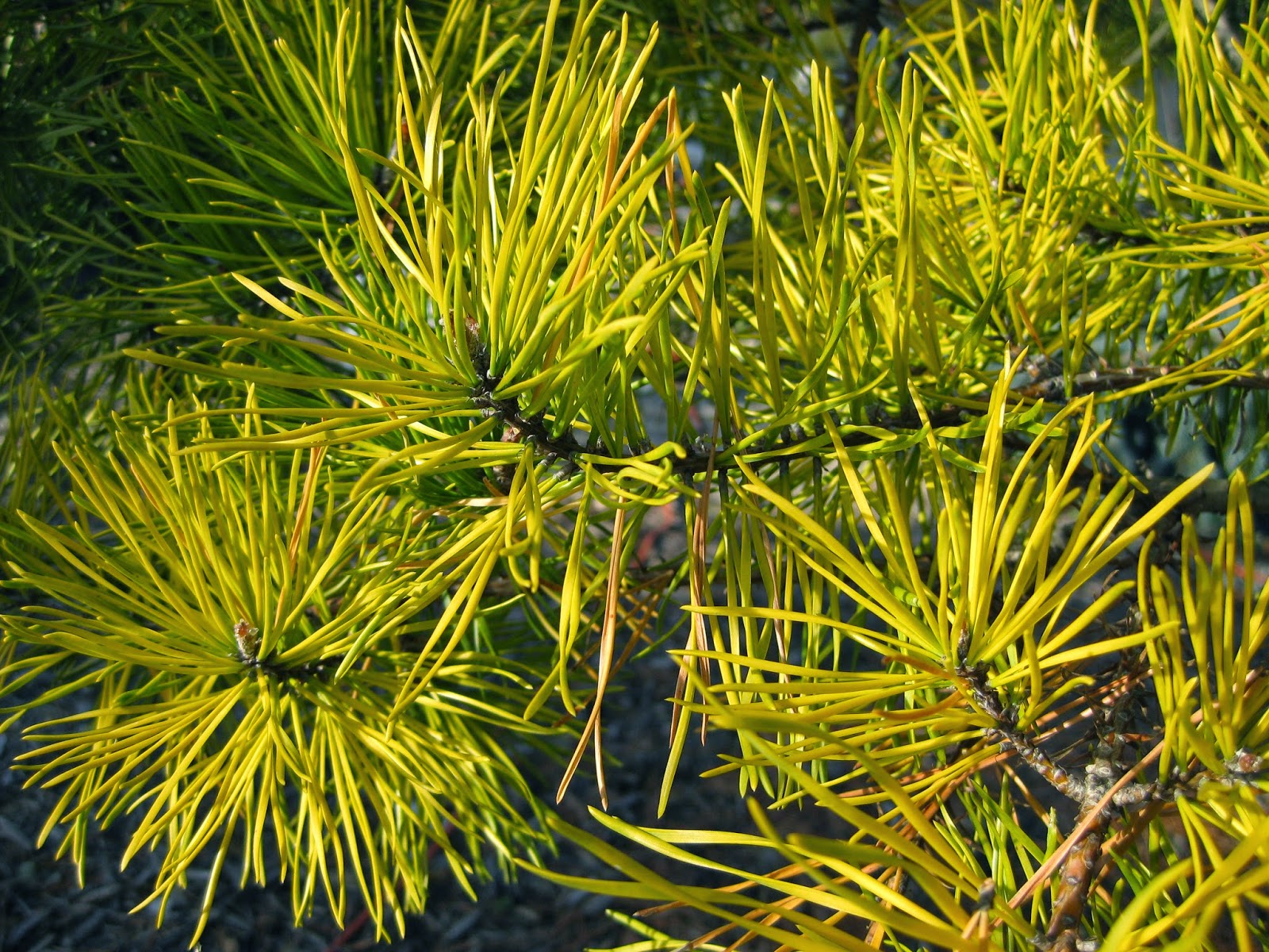 Golden Conifers in Winter - Rotary Botanical Gardens