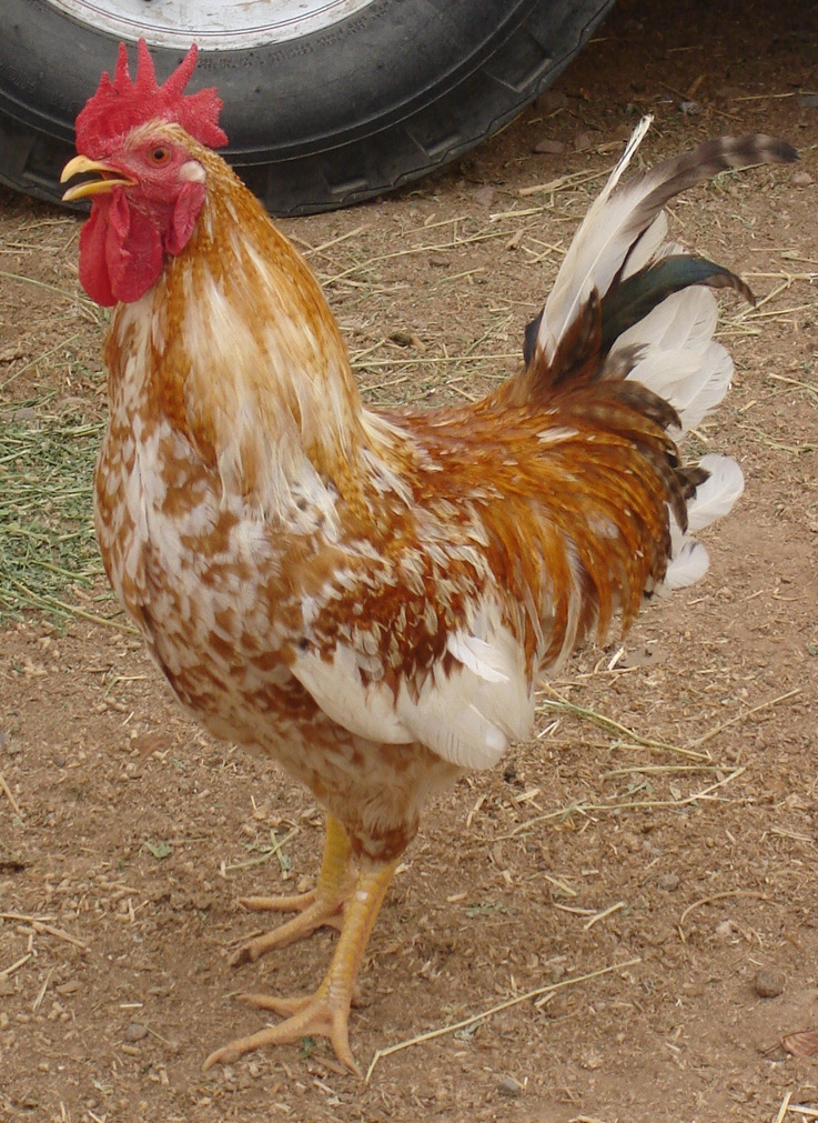 Aloha Chickens: This is an Aloha Chicken.