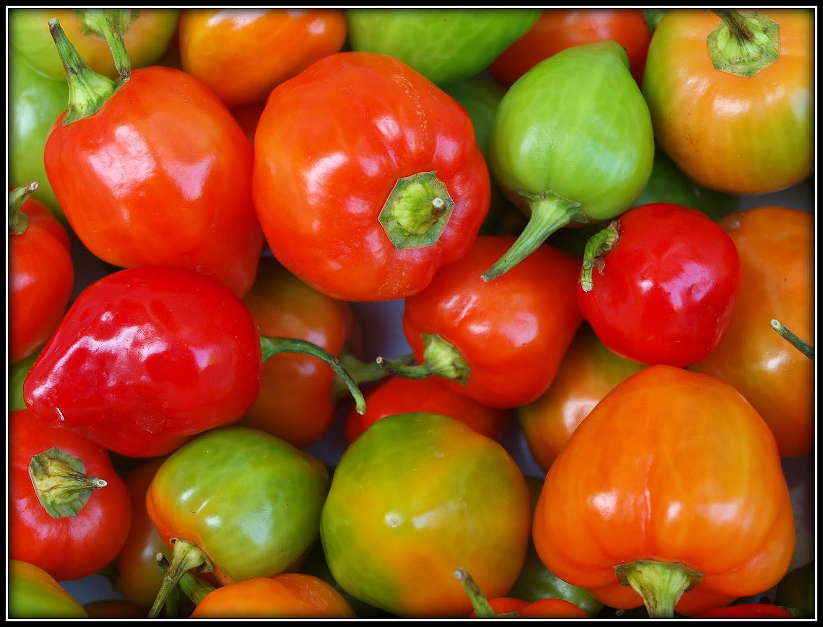 Mark's Veg Plot: Chillis - at the "turning" stage