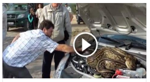 SIMPLEST WAY TO KILL A SNAKE,,WITHOUT USING ANY WEAPON,,,WATCH AND ...