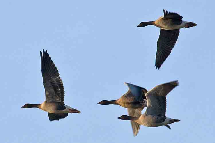 St Margaret's at Cliffe Photo Diary: Wild Geese