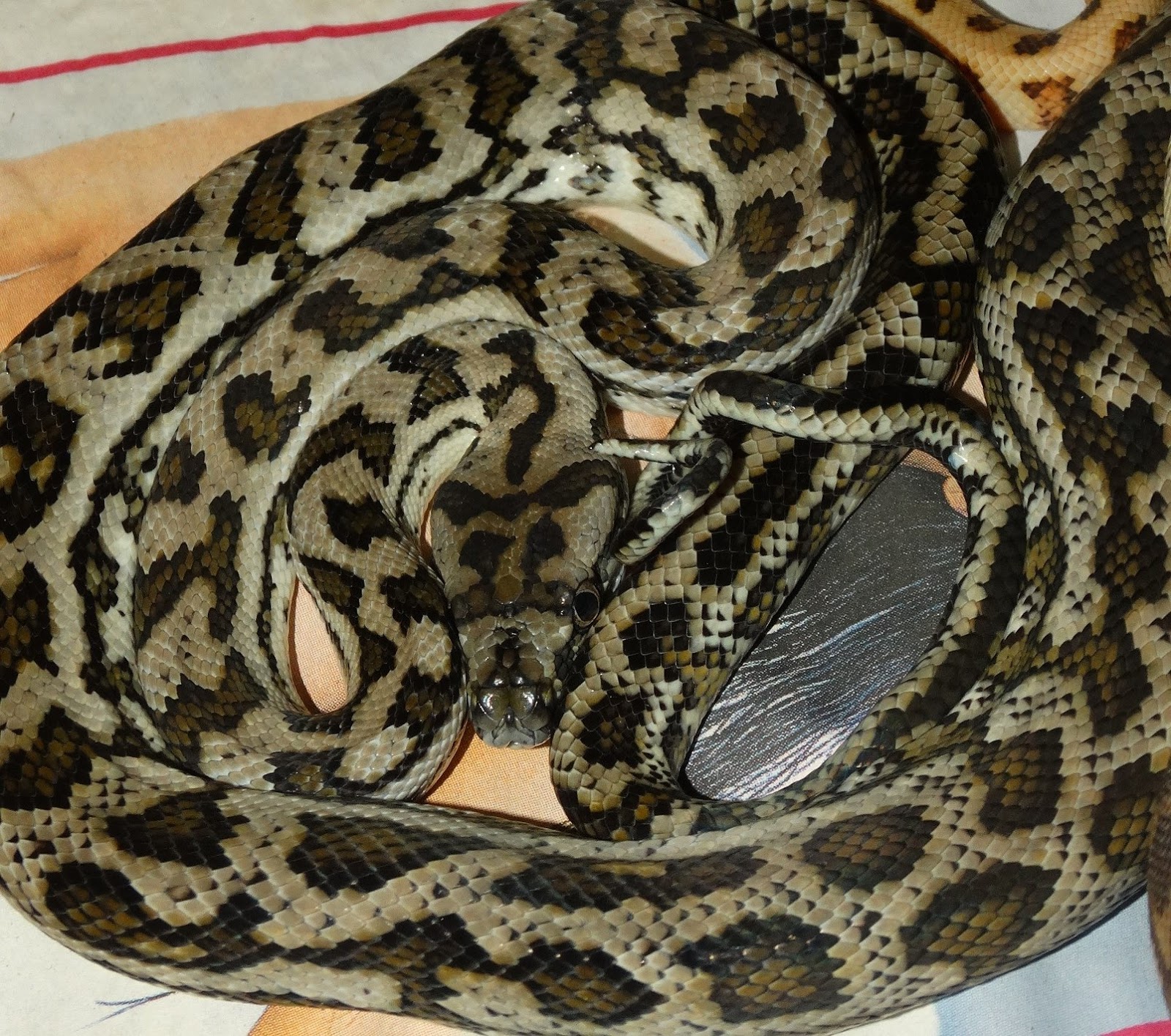 Reptiles Amphibians & Fish: JAGUARS AND JAGGIES CARPET PYTHONS ...