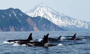 Earthmanpdx: Ingrid Visser - Champion of New Zealand's Orca