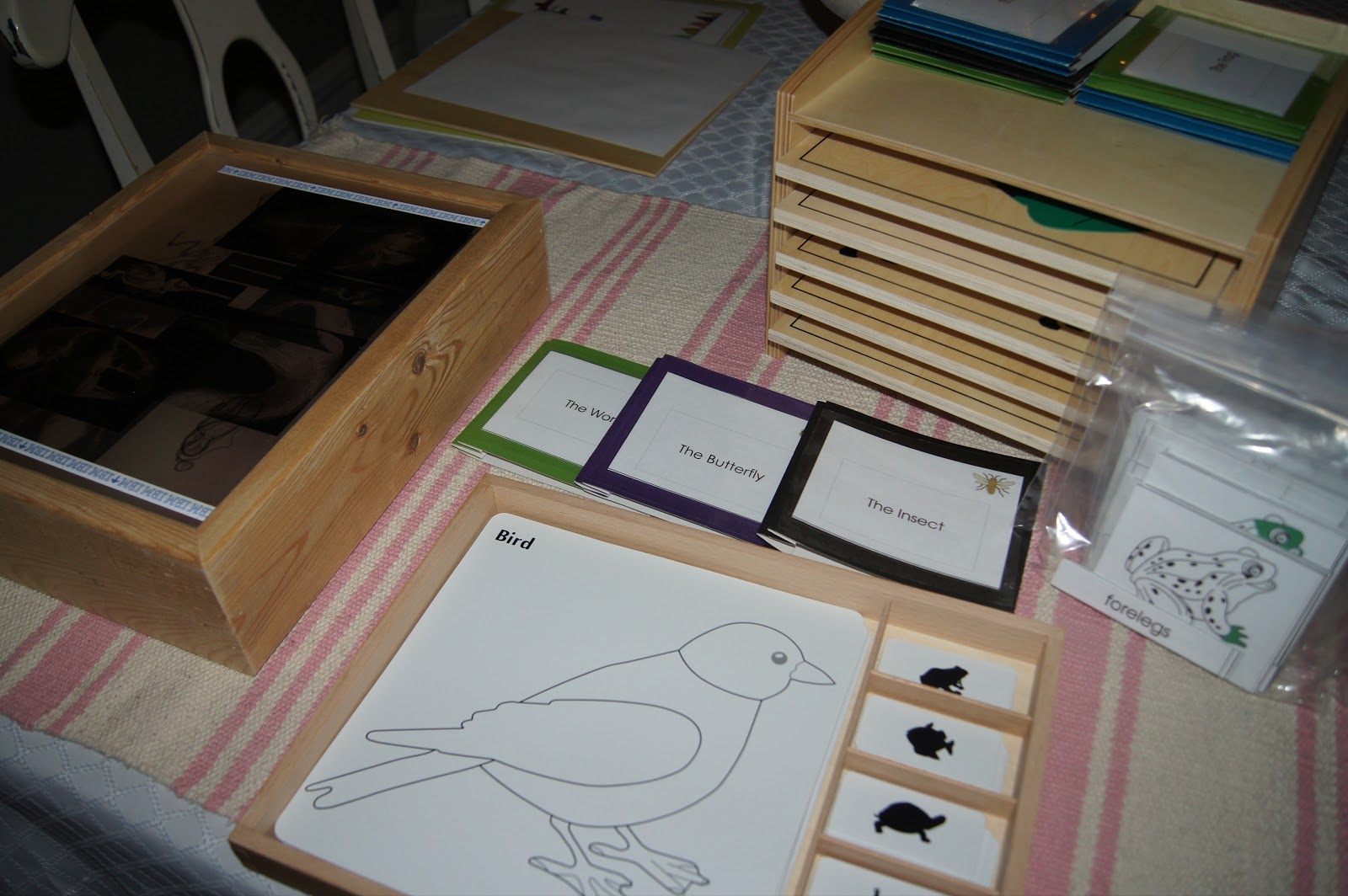 Classroom Activities For Zoology at Jenny Nichole blog