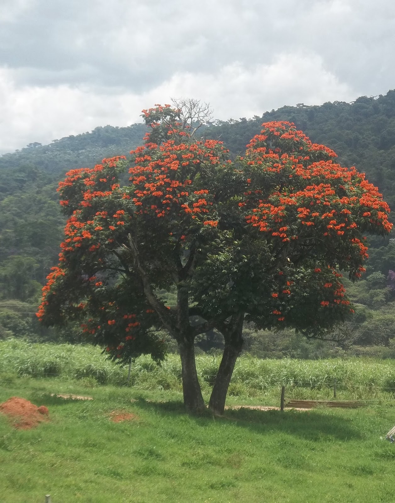 lúcidaTranslúcida: ASHWATTHA OR THE INVERTED TREE