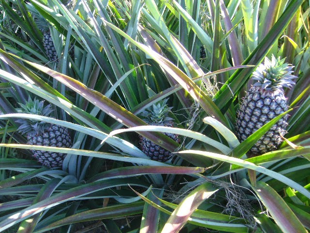 TANZANIA YETU: KILIMO BORA CHA MANANASI KIMEBADIRI MAISHA YA WANAWAKE ...