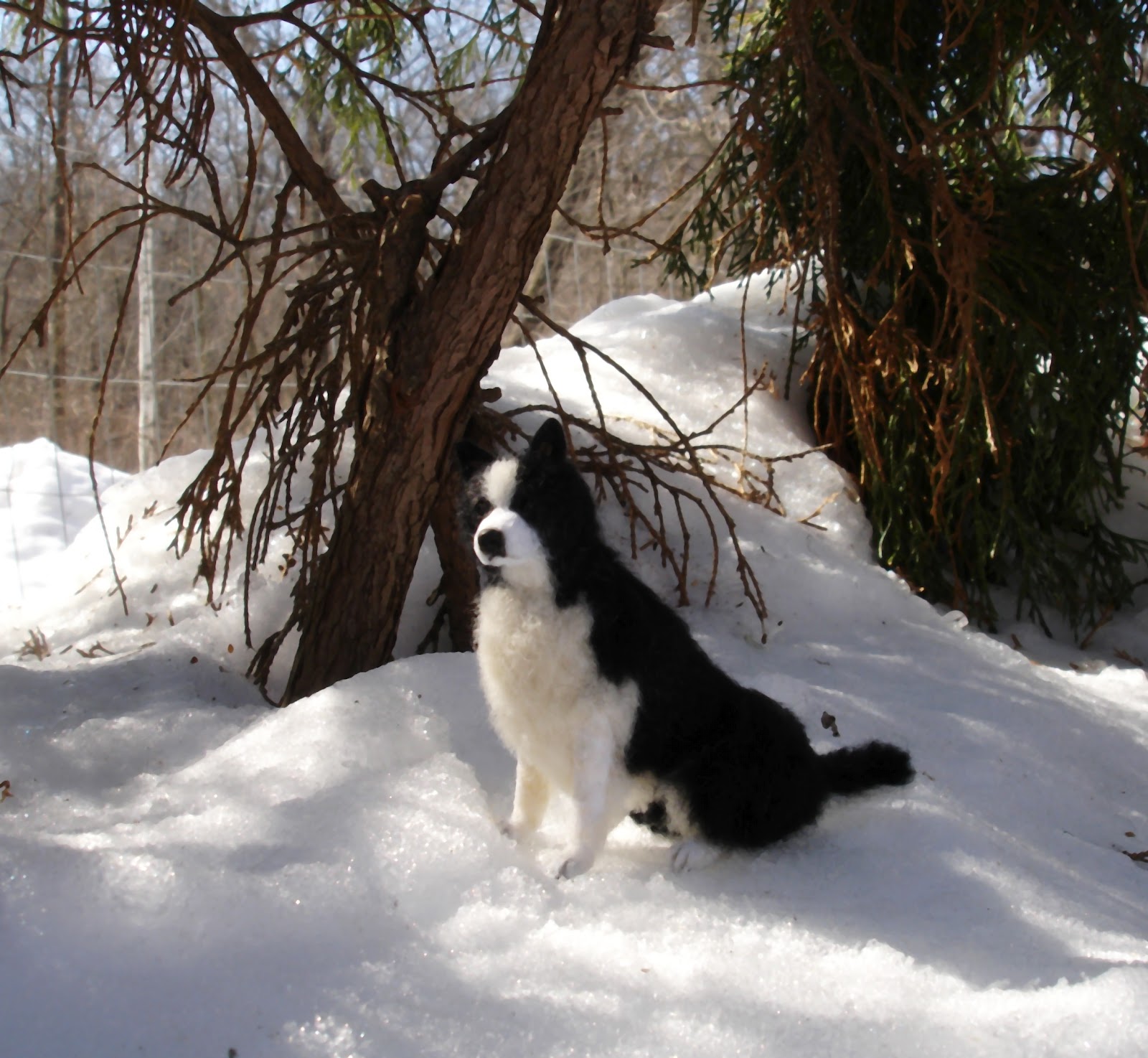 All Dogs: Alaskan Malamute
