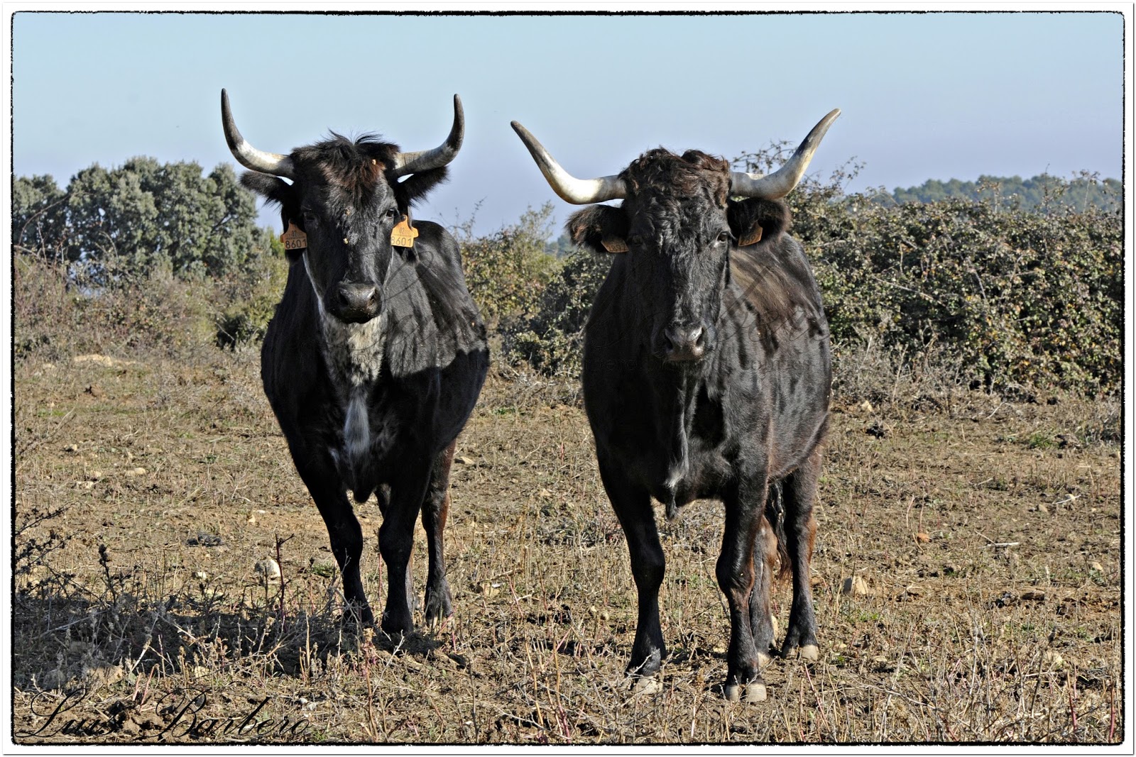 Ganadería Hnos Maylín. La vacada madre 1ª parte. Luna (Zaragoza ...