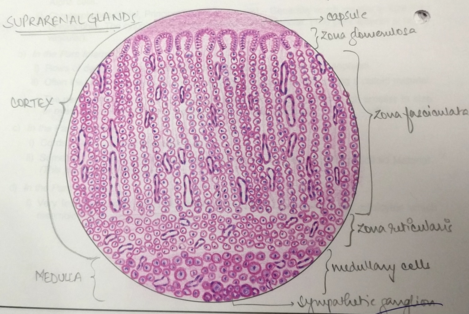 Adrenal Gland Histology Drawing