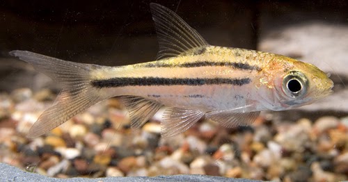 Klasifikasi dan Morfologi Ikan Senggiringan (P. johorensis) - Striped ...