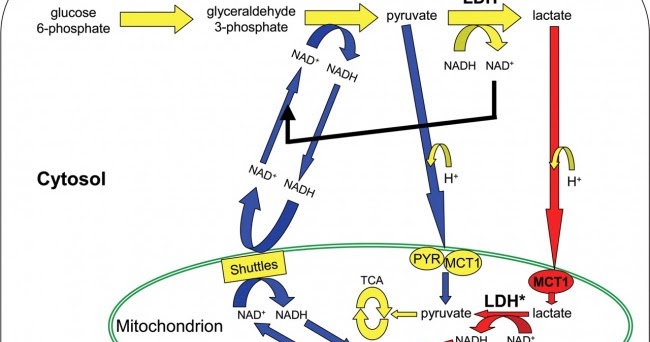 Cassidy's Eng 121 Blog: Lactate VS Lactic Acid