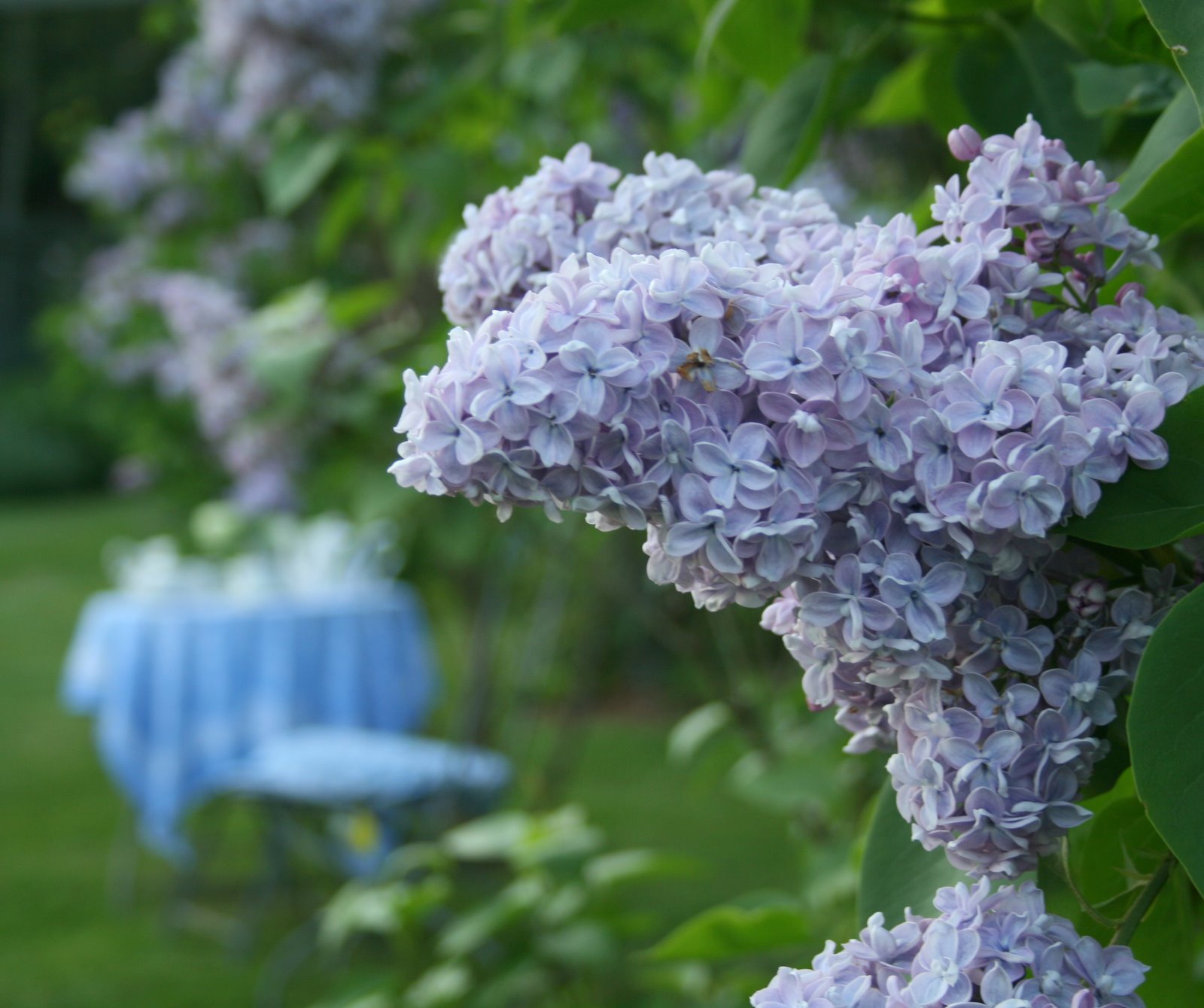 Aiken House & Gardens: French Blue Garden Tea