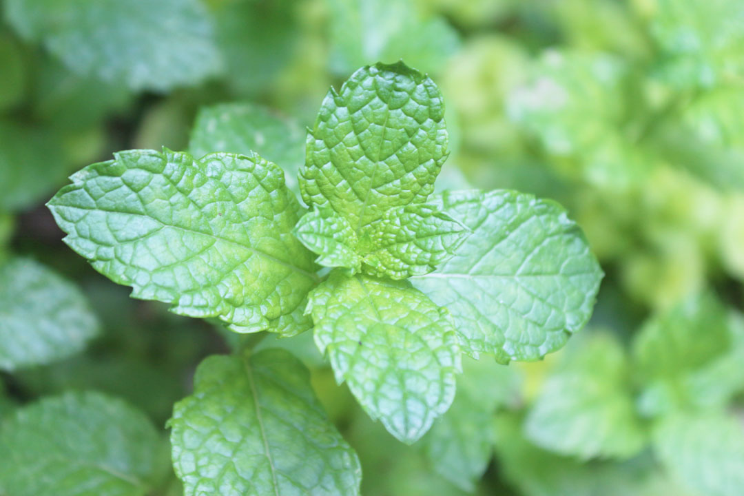 66 Square Feet (Plus): Mint, and a new way to eat it