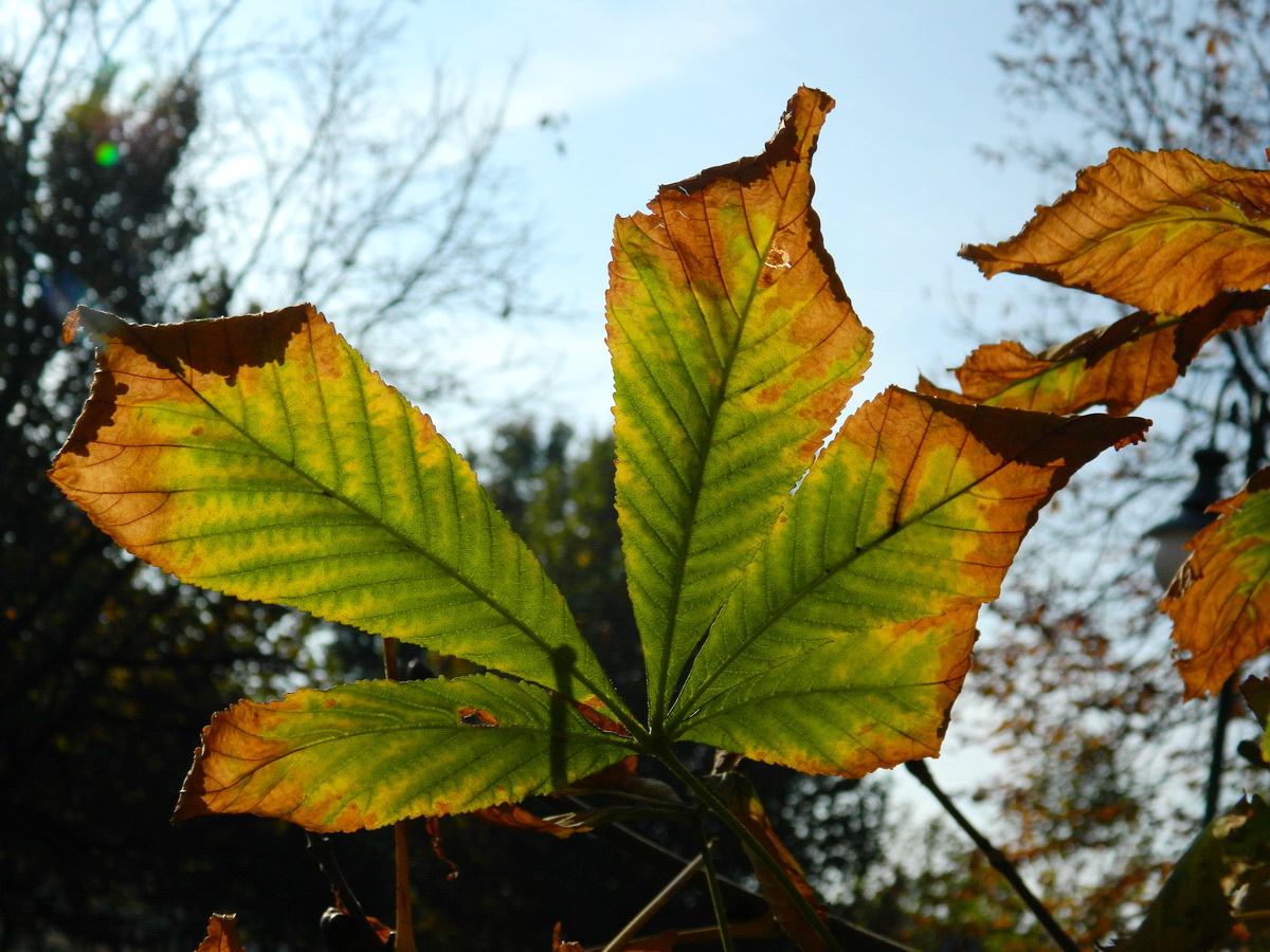 LA MULTI ANI, ROMANIA!: Frunze de castan