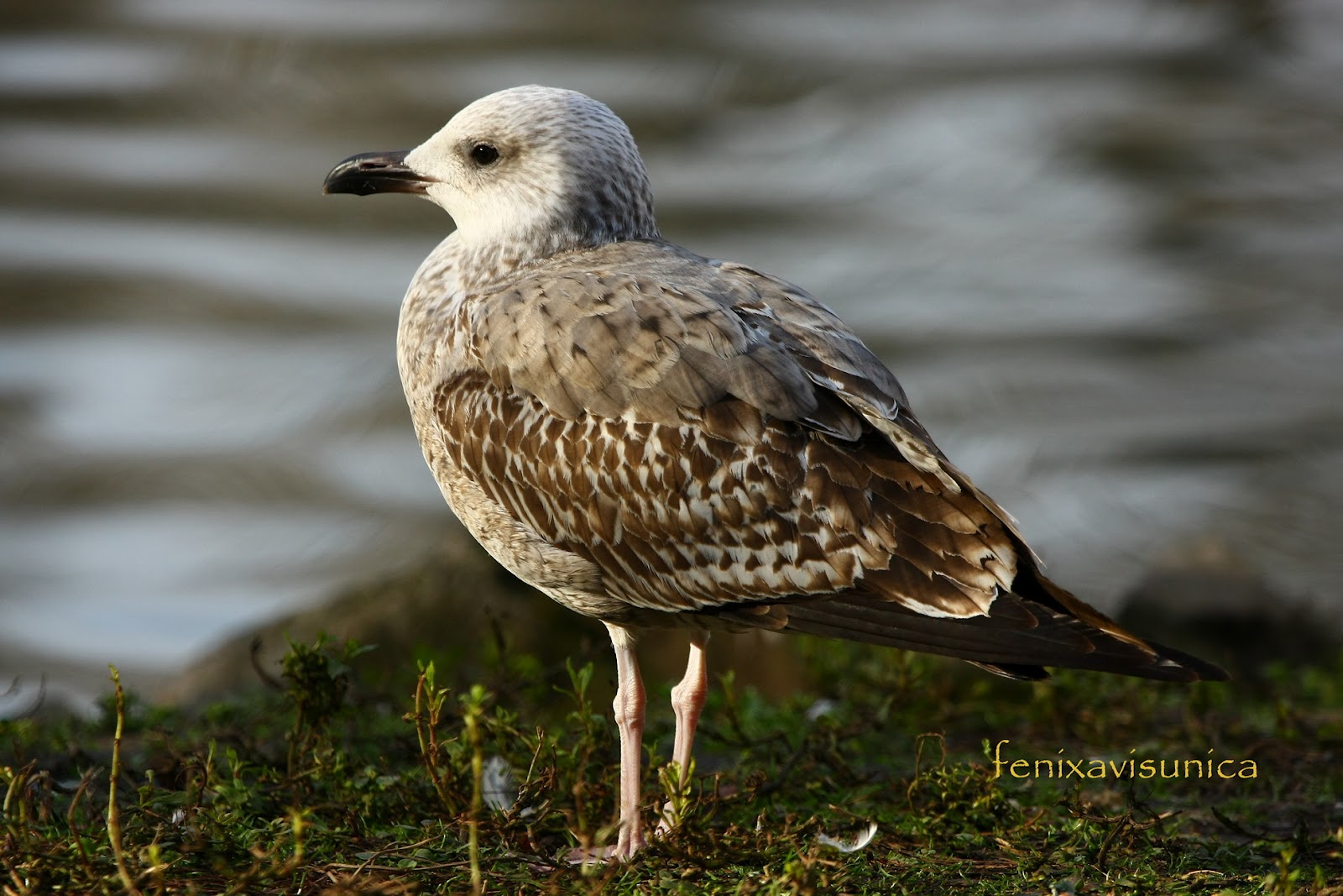 fenixavisunica .: La gaviota más guapa que haya encontrado nunca