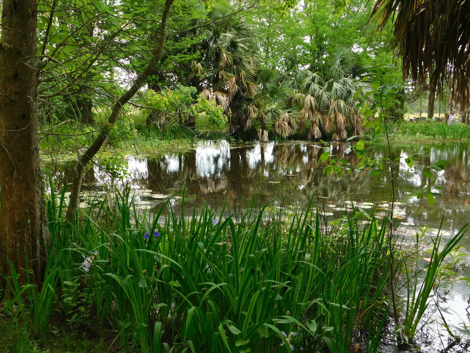 World of Irises: The Black Swamp Boardwalk Tour in Baton Rouge, LA
