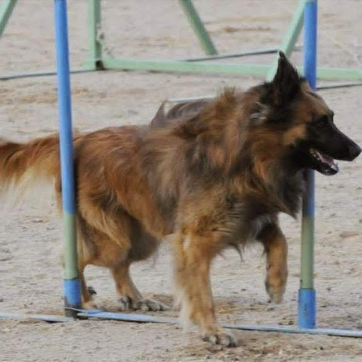 NUNCAJAMAS COCKER: EL PERRO DE PASTOR VASCO