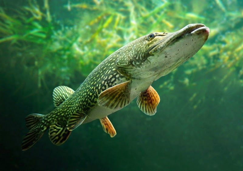 Lucio (Esox Lucius)