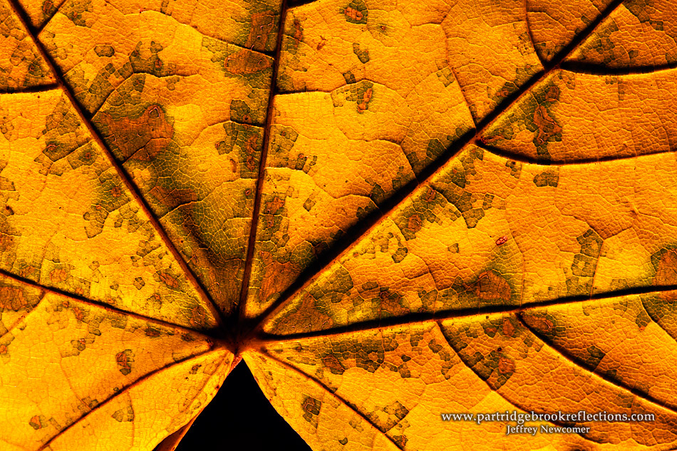 Getting it Right in the Digital Camera : Macro Leaf Photography for ...