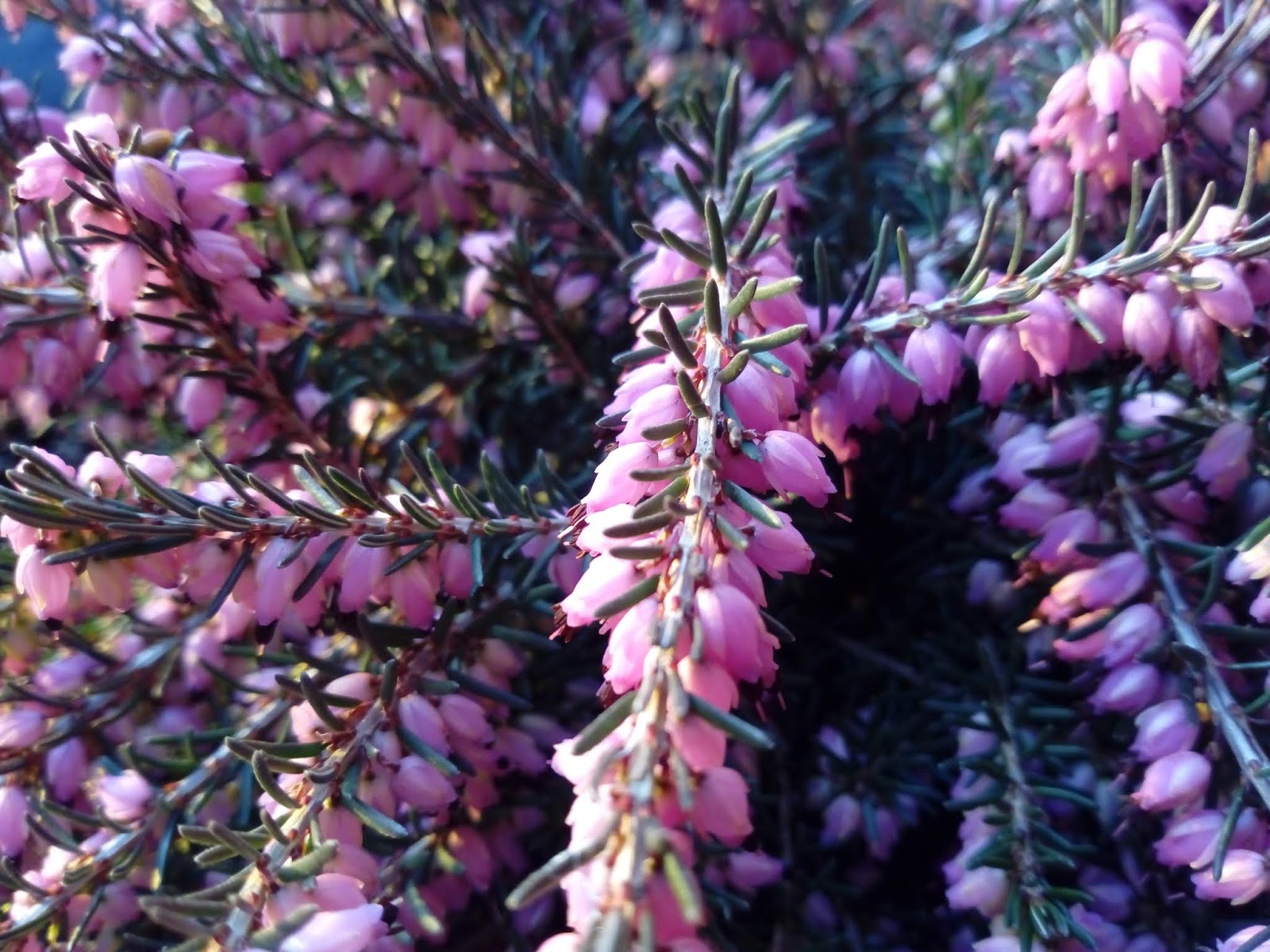 Biosfera vegetal.: Brezo rosado (Erica x darleyensis).