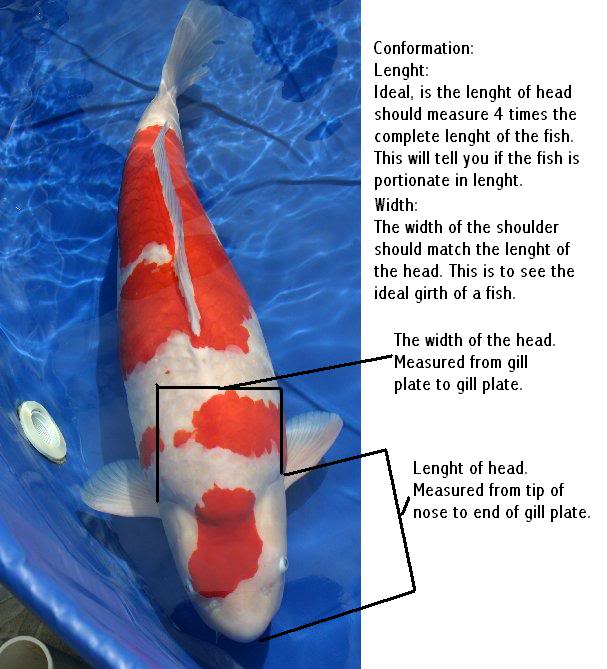 ichsan koi farm: MENILAI BENTUK BADAN IDEAL