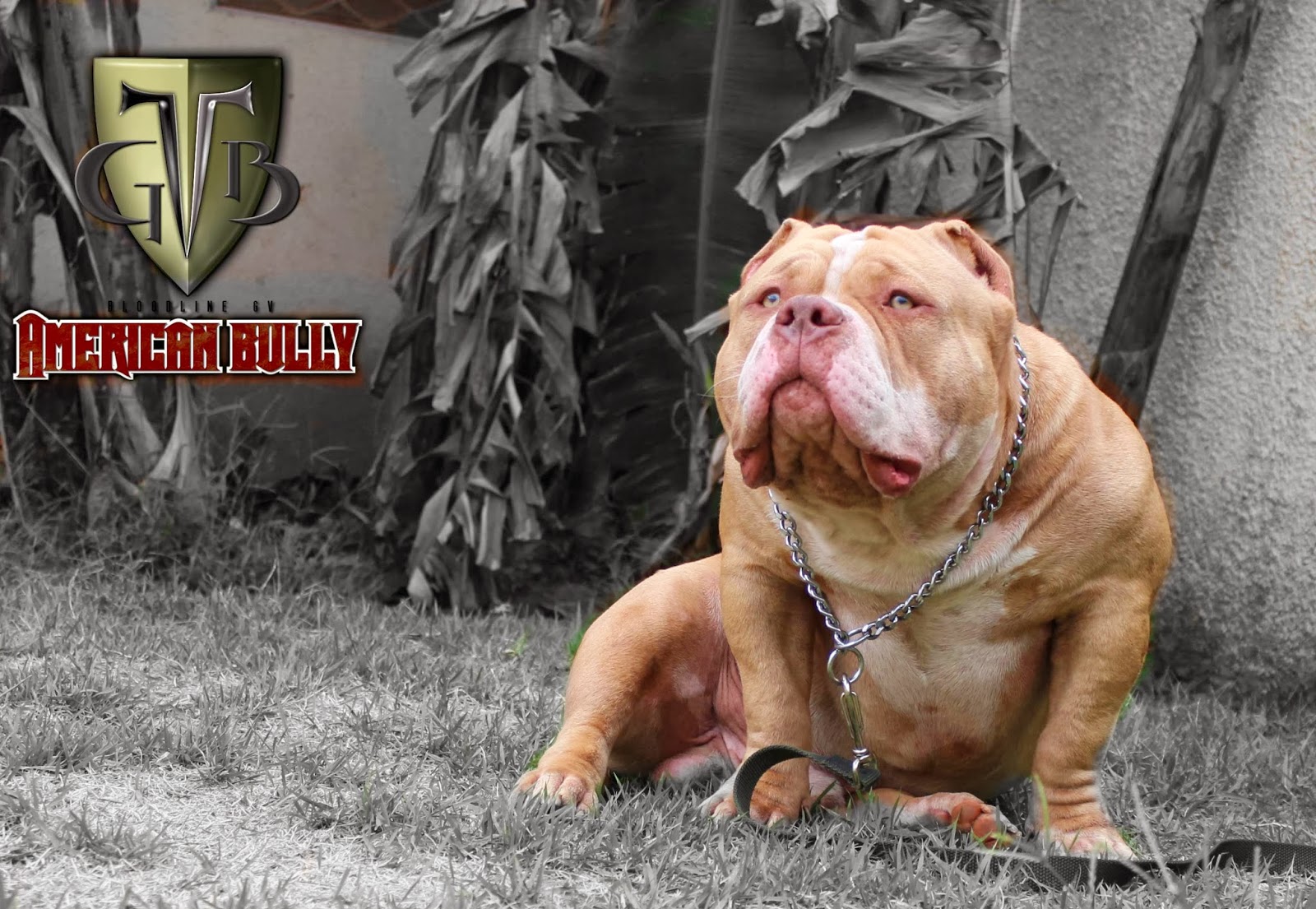 Filhotes American Bully 100% Daxline | GV American Bully
