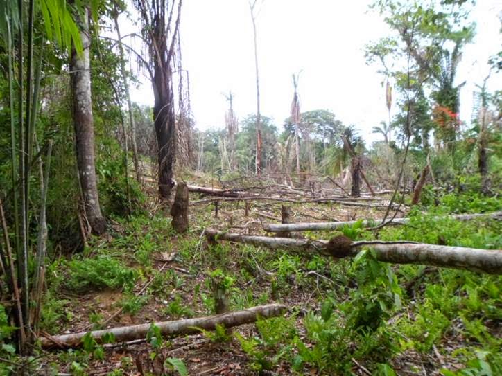 FRENTE COLECTIVO CULTURAL PATRIA QUERIDA: ECOCIDIO en la represa de ...