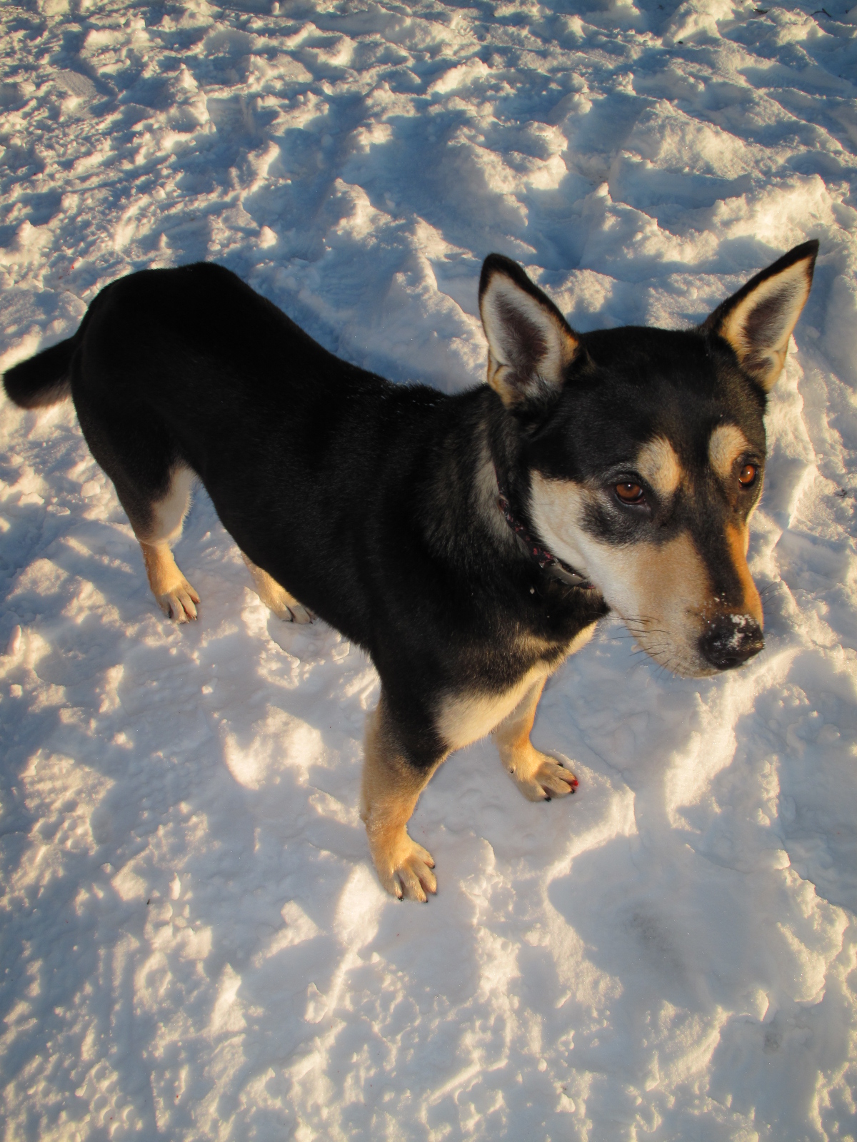 BASECAMP NIKISKI: ...ice fishing at Forest Lake
