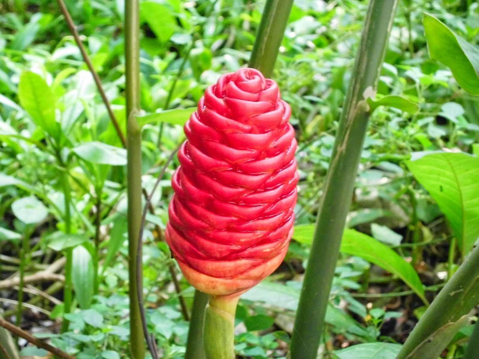 Exotic Plants in Indonesia