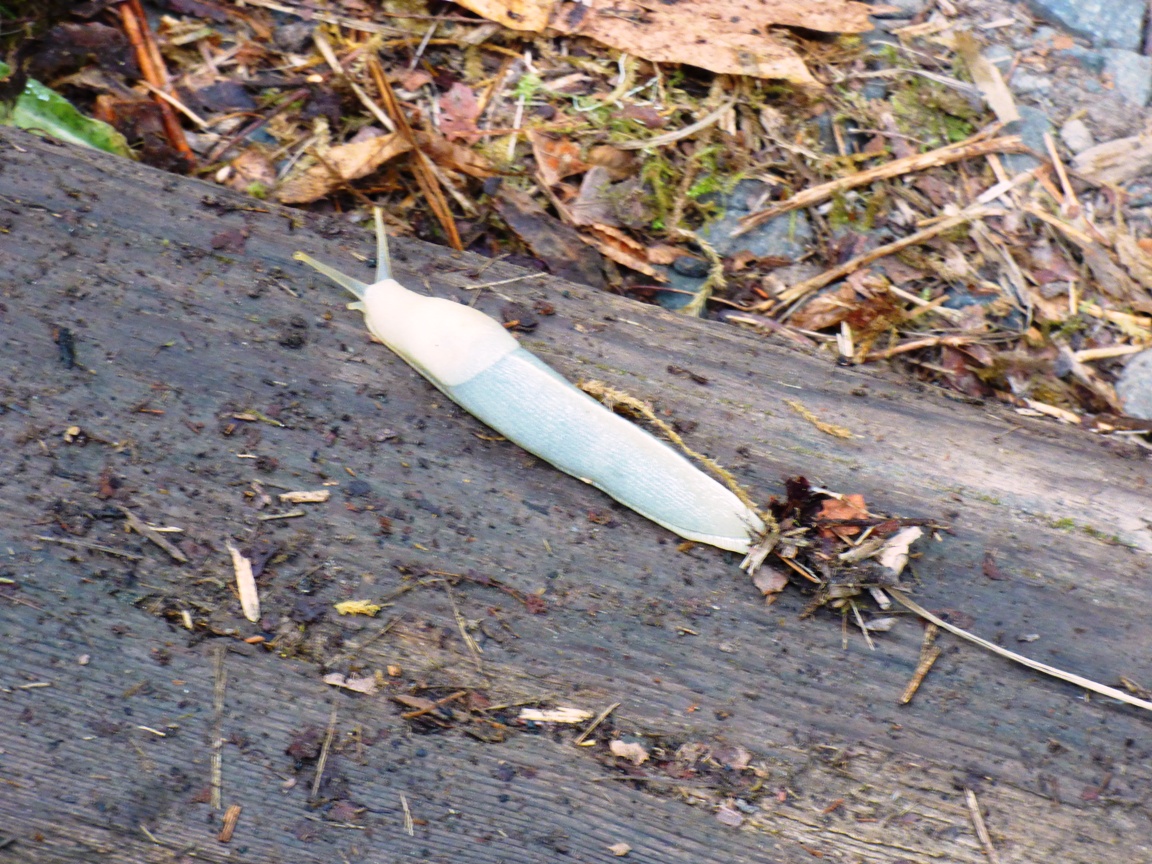 Geotripper: Gigantic Slugs in the Hoh Rainforest of Olympic National Park