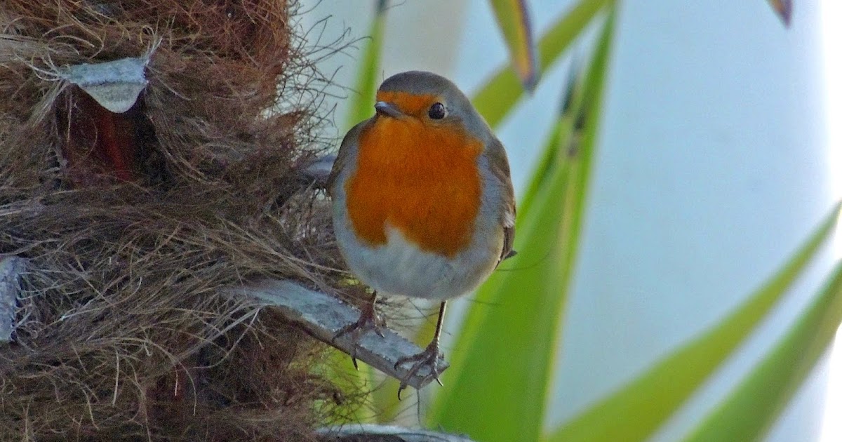 BIRDWALKERMONDAY: 11-12-2014 MONTE CORONA, VALENCIA - EUROPEAN ROBIN ... BIRDWALKERMONDAY: 11-12-2014 MONTE CORONA, VALENCIA - EUROPEAN ROBIN ...