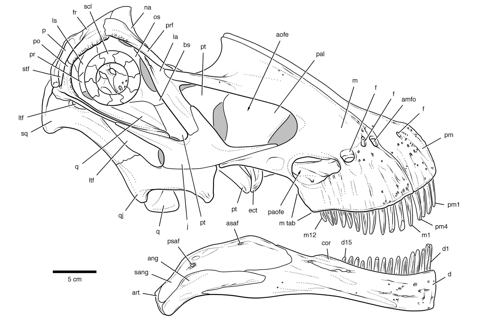 Waxing Paleontological: Titanosaur Heads