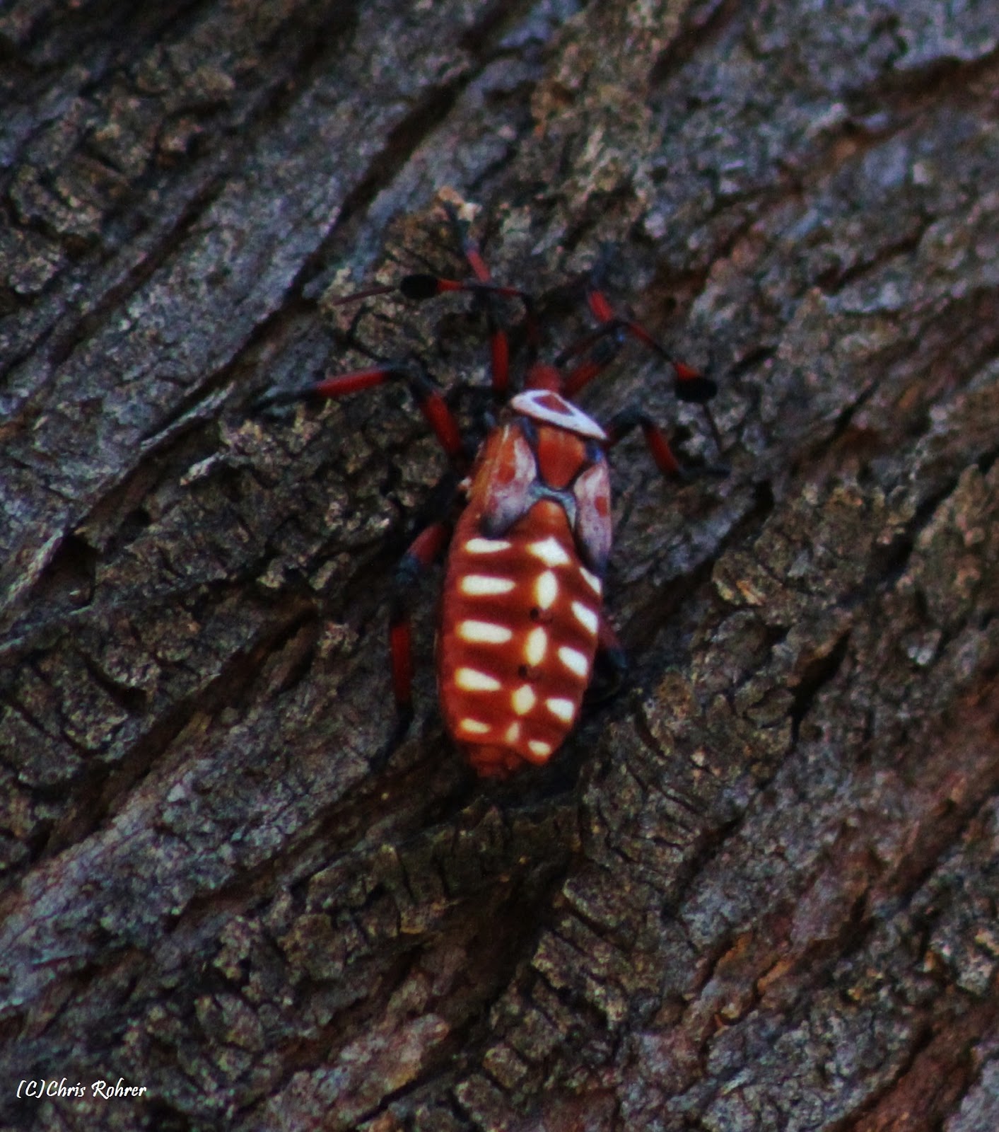 Las Aventuras: Alien Bugs