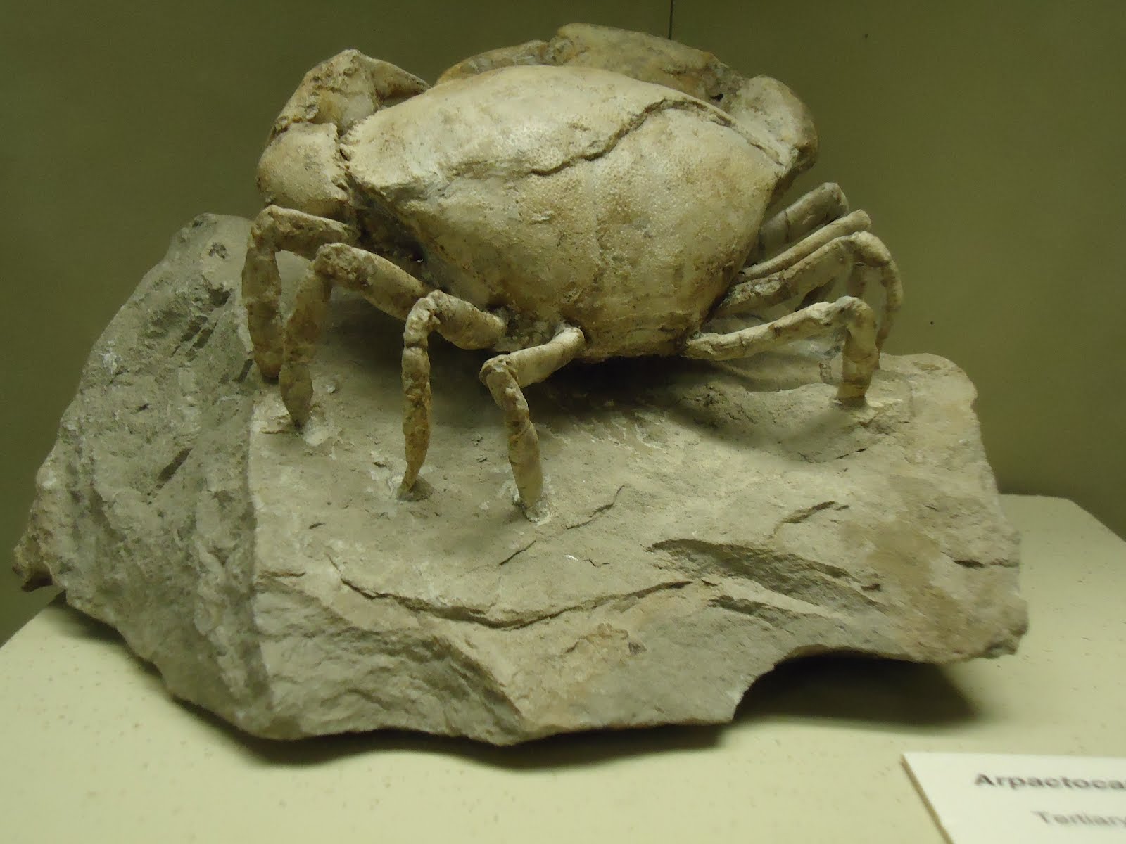 Fossils and the Flood: Fossil Evidence Points to Recent Creation